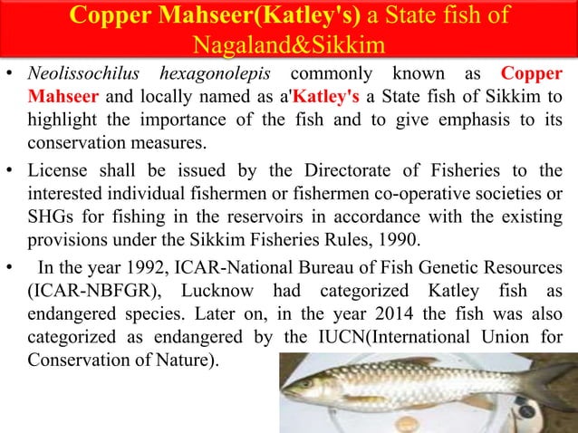 IMPORTANCE OF STATE FISHES OF INDIA BY B.pptx