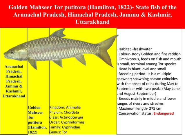 IMPORTANCE OF STATE FISHES OF INDIA BY B.pptx