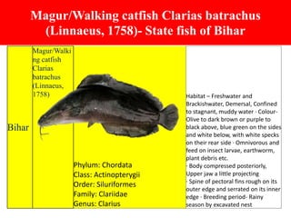 IMPORTANCE OF STATE FISHES OF INDIA BY B.pptx | Fish and Aquariums | Pets