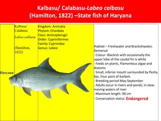 IMPORTANCE OF STATE FISHES OF INDIA BY B.pptx | Fish and Aquariums | Pets