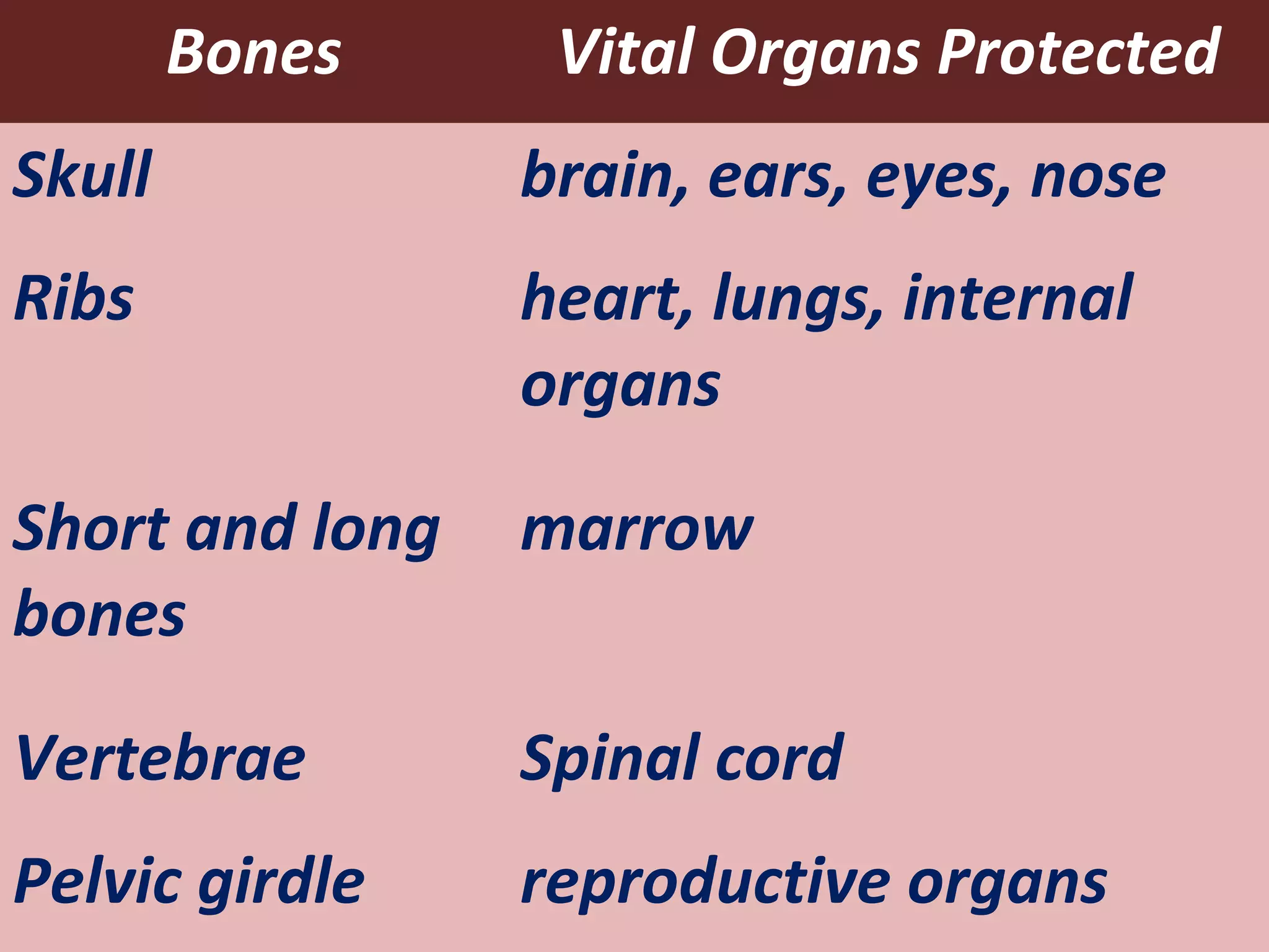 Importance of the skeletal system | PPT