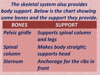 Importance of the skeletal system | PPT
