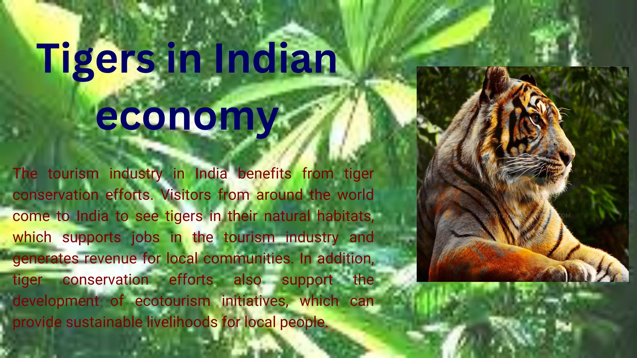 Importance of Tigers In India.pptx