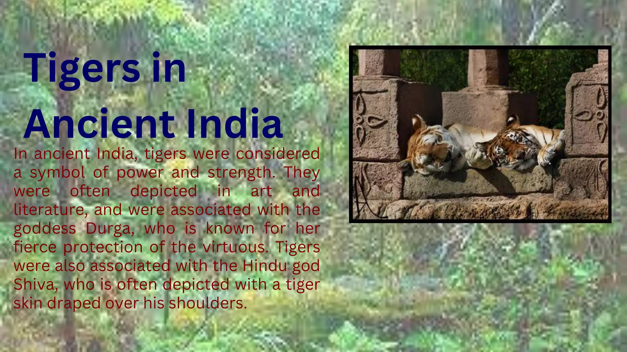 Importance of Tigers In India.pptx