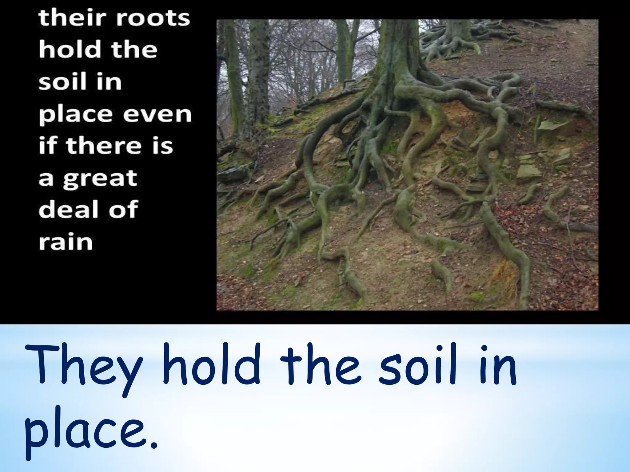 Importance of trees | PPTX