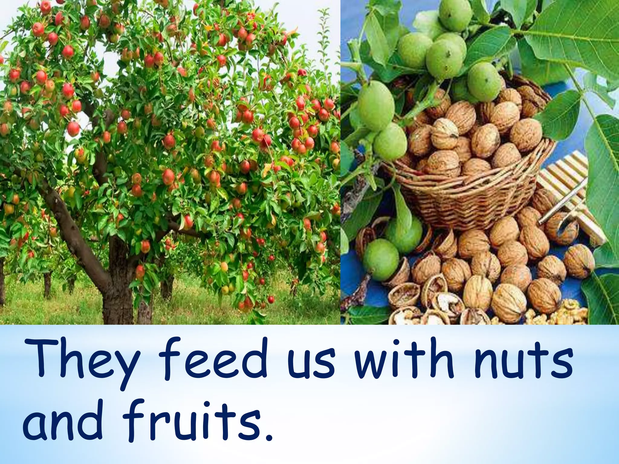 Importance of trees | PPT