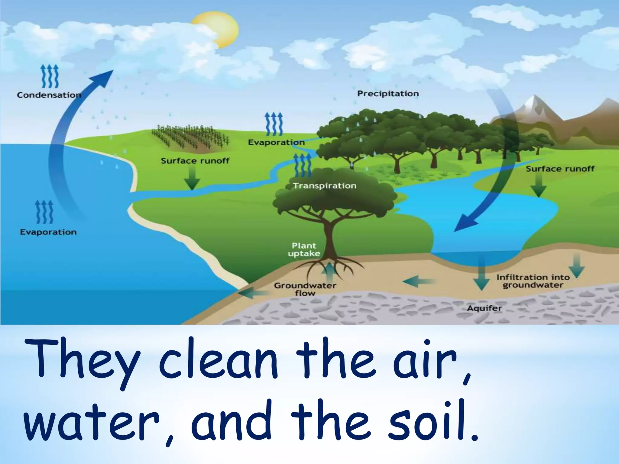 Importance of trees | PPTX