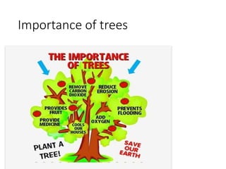 Importance of trees23.pptx