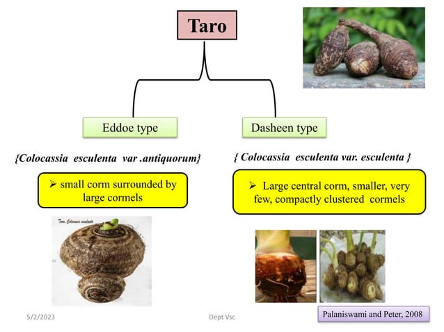 Importance of Tropical tubers in solving global hunger by Pallavi Wani.pptx