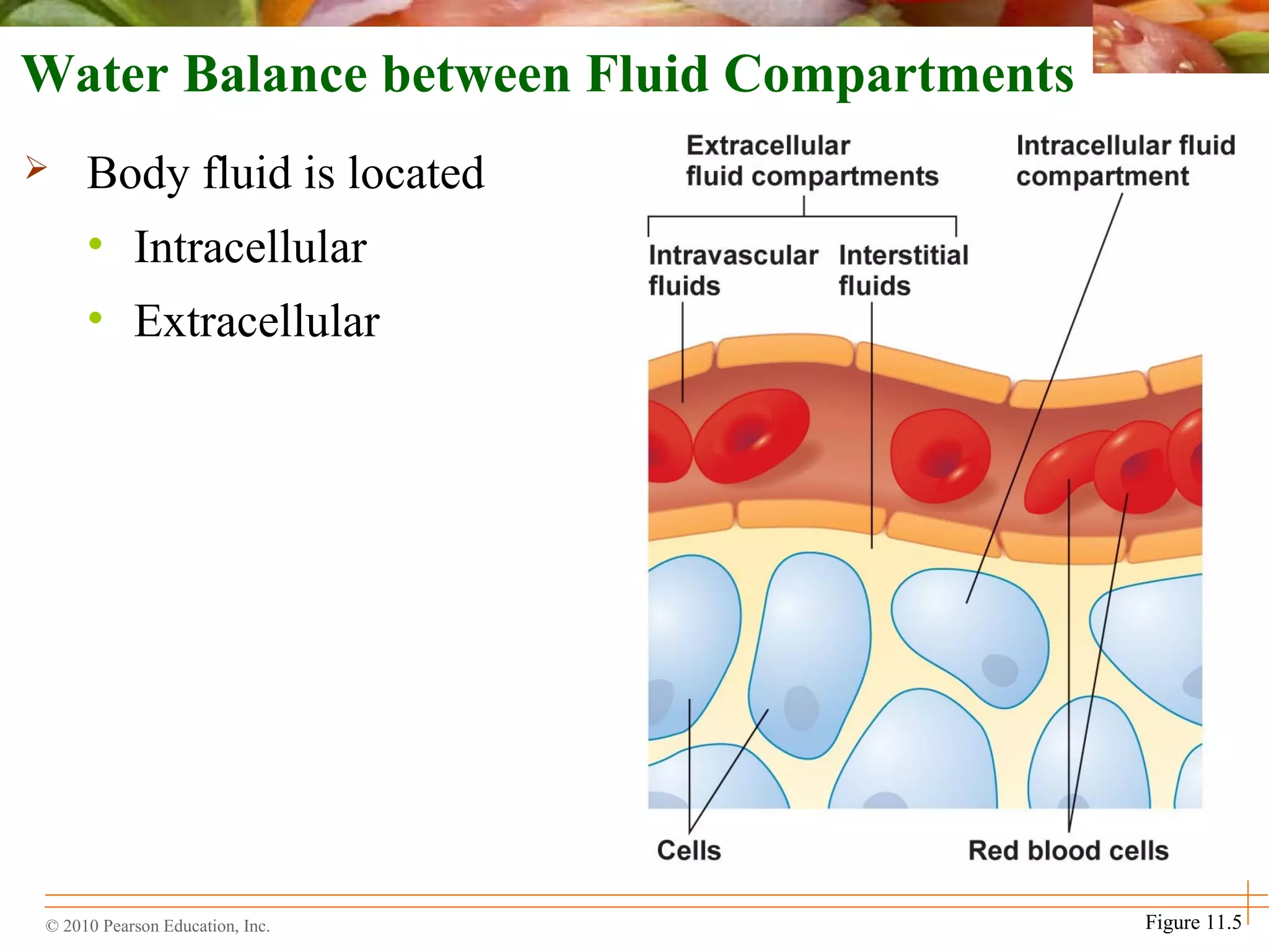 Importance of water to human beings | PPT