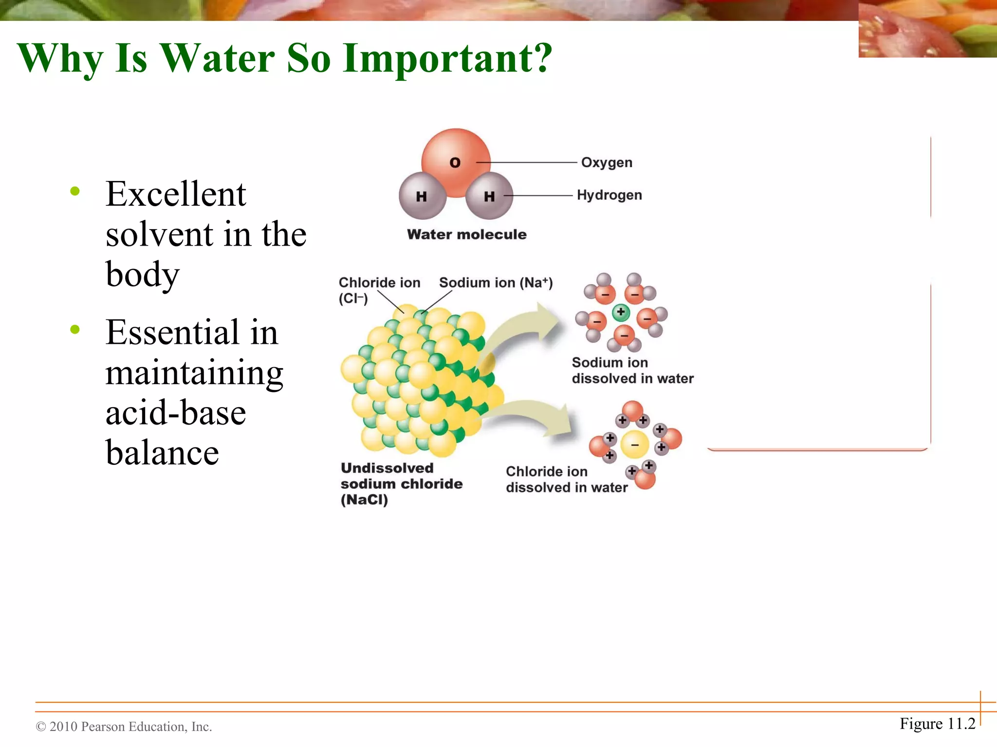 Importance of water to human beings | PPT