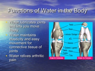 Importance of water to human beings | PPT