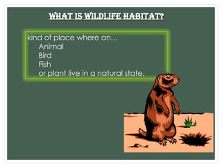 IMPORTANCE OF WILDLIFE.ppt maintain the ecosystem | PPT