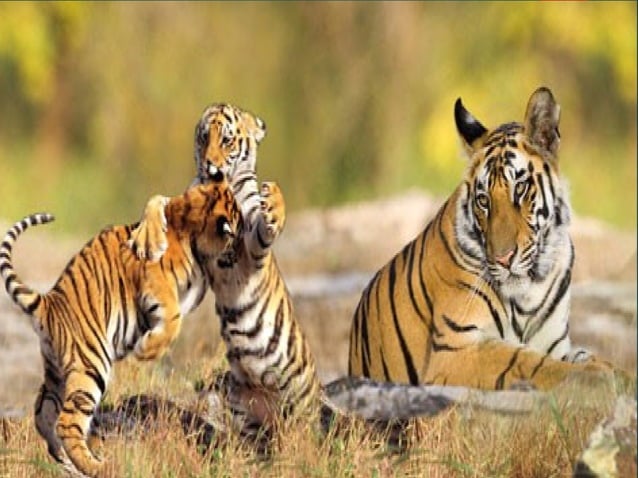 Importance of wild life santuaries by gopal krishna biswas | PPT