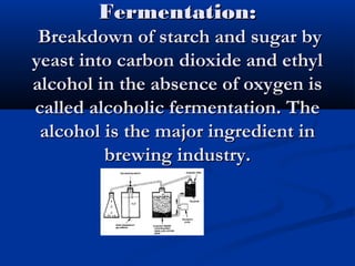 Importance of yeast | PPT