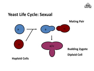 Importance of yeast for alcoholic fermentation | PPTX