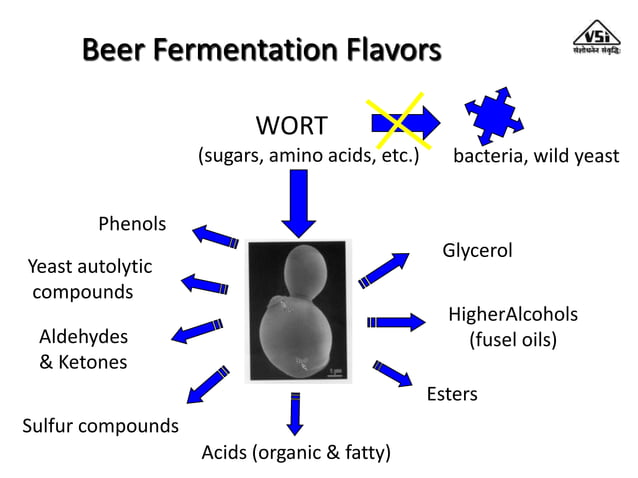 Importance of yeast for alcoholic fermentation | PPTX | Chemistry | Science