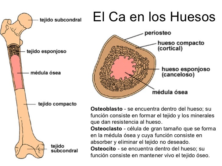Importancia del calcio