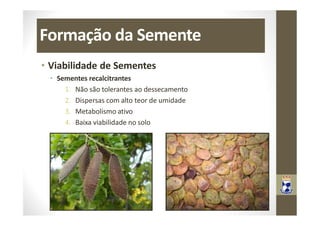 Importancia - Formação e estrutura da semente.pptx