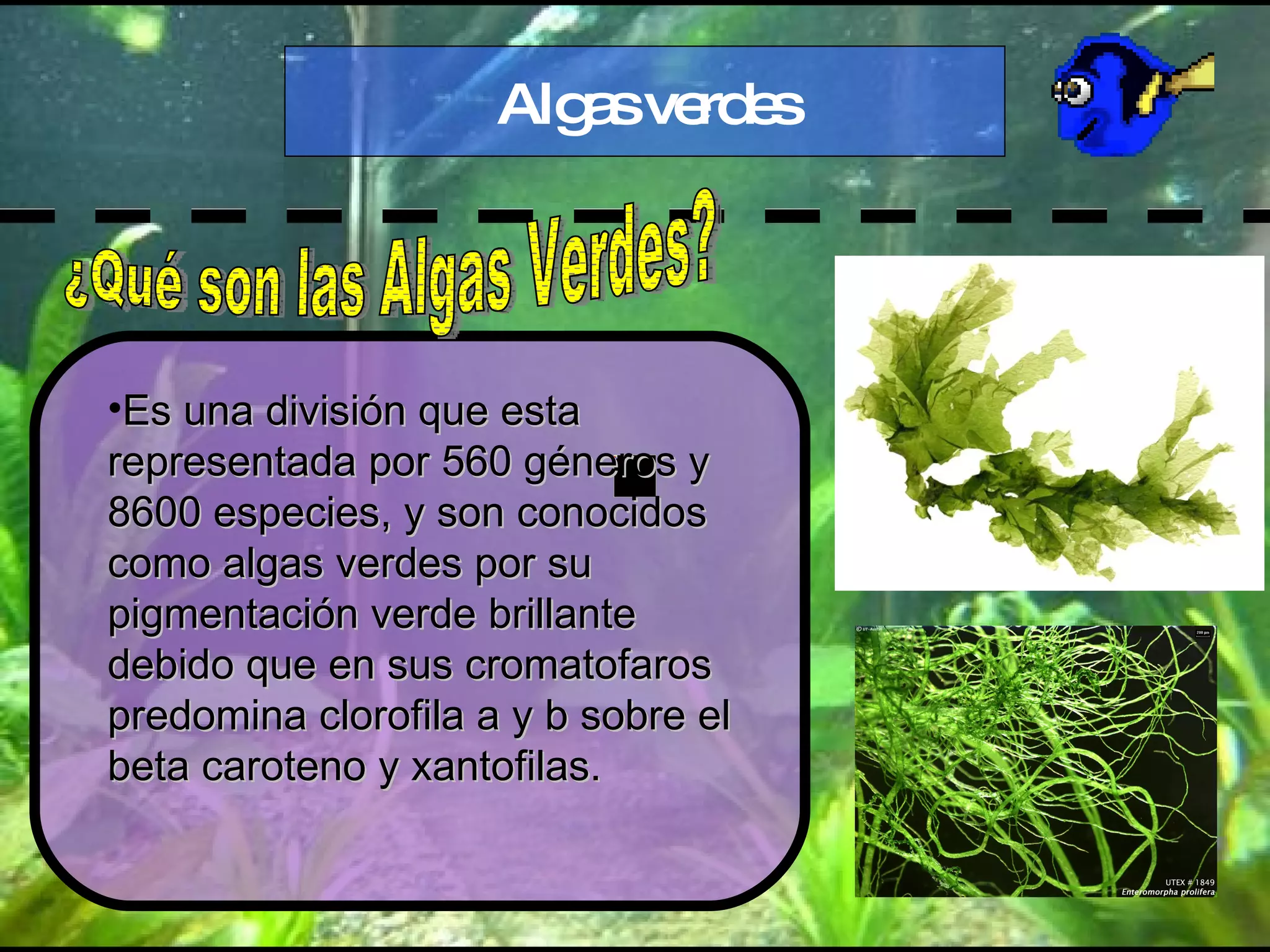 Importancia Medicinal De Las Algas Verdes Marinas | PPT