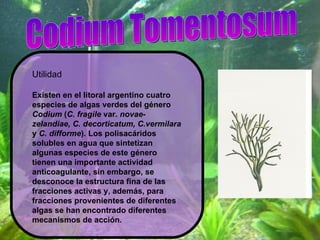 Importancia Medicinal De Las Algas Verdes Marinas | PPT