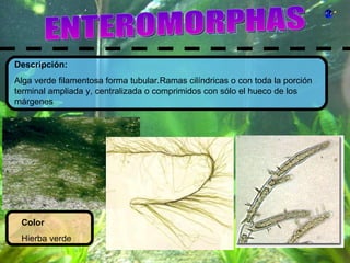 Importancia Medicinal De Las Algas Verdes Marinas | PPT