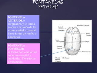 Importancia cabeza fetal | PPTX
