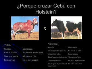 IMPORTANCIA DE LA BIOTECNOLOGIA REPRODUCTIVA-TRANSFERENCIA DE EMBRIONES.ppt