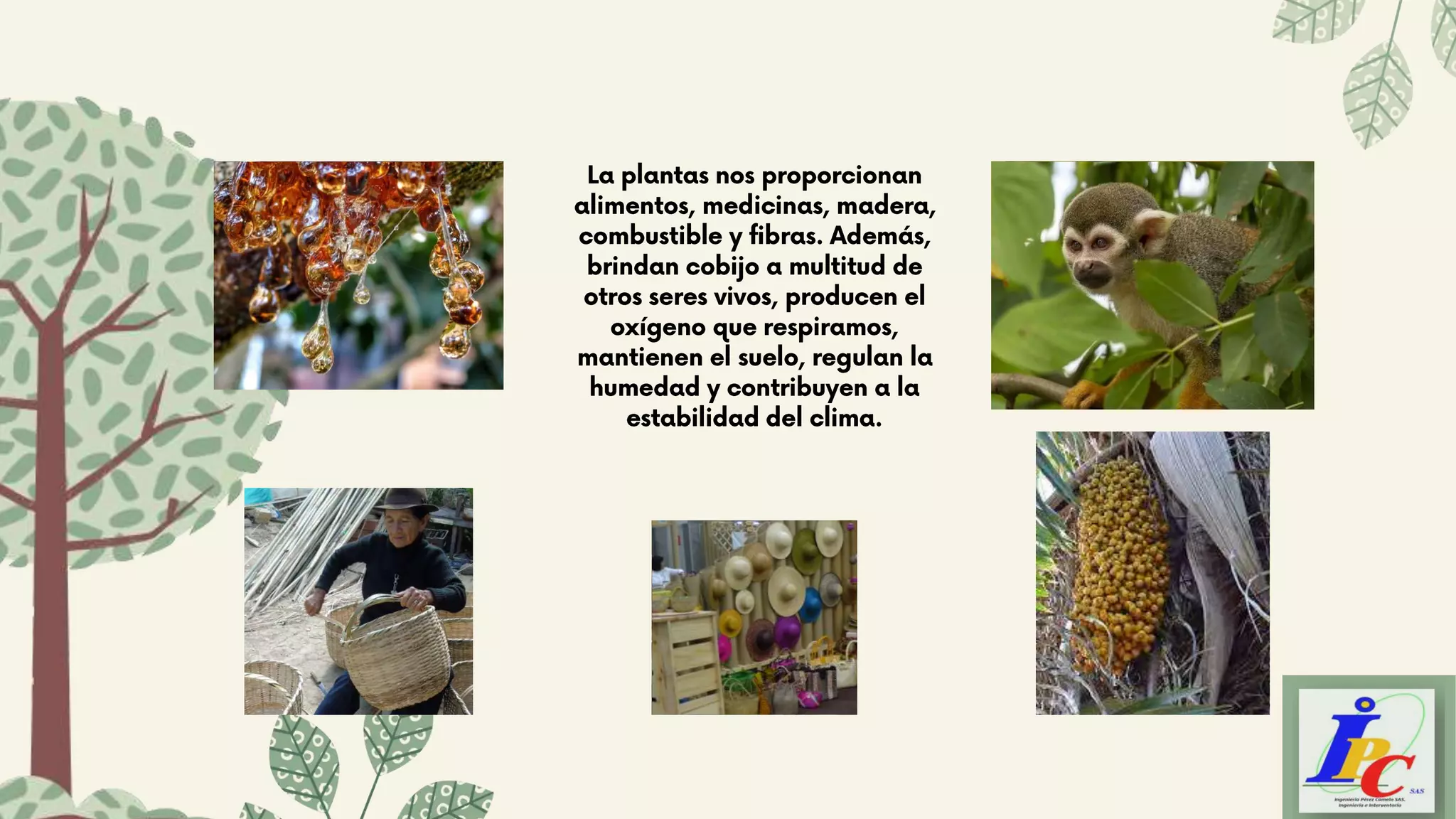 Importancia de la flora (1).pptx