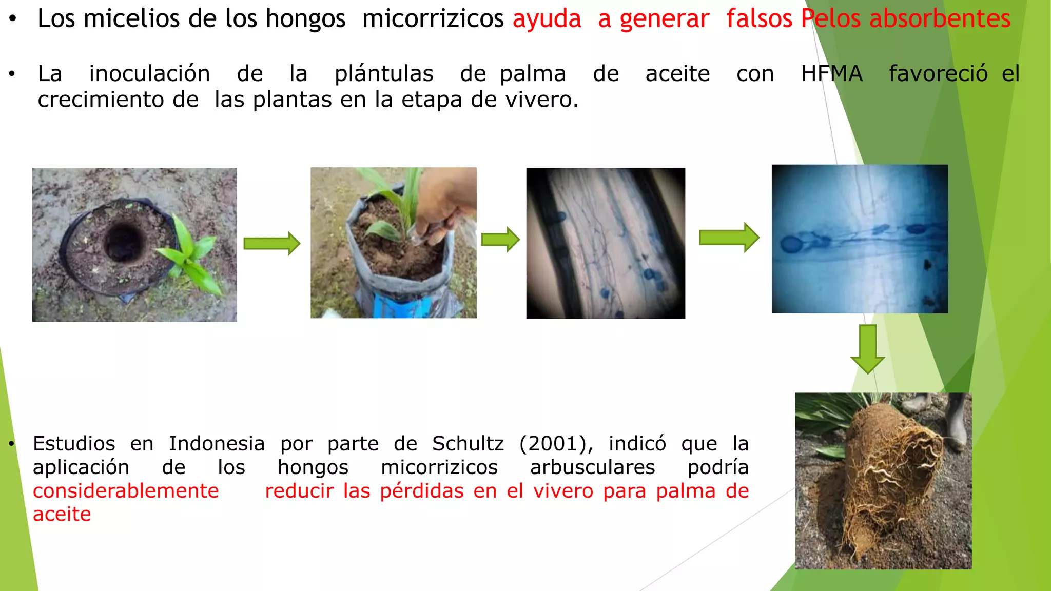 Importancia de las micorrizas en los cultivos tropicales | PPT