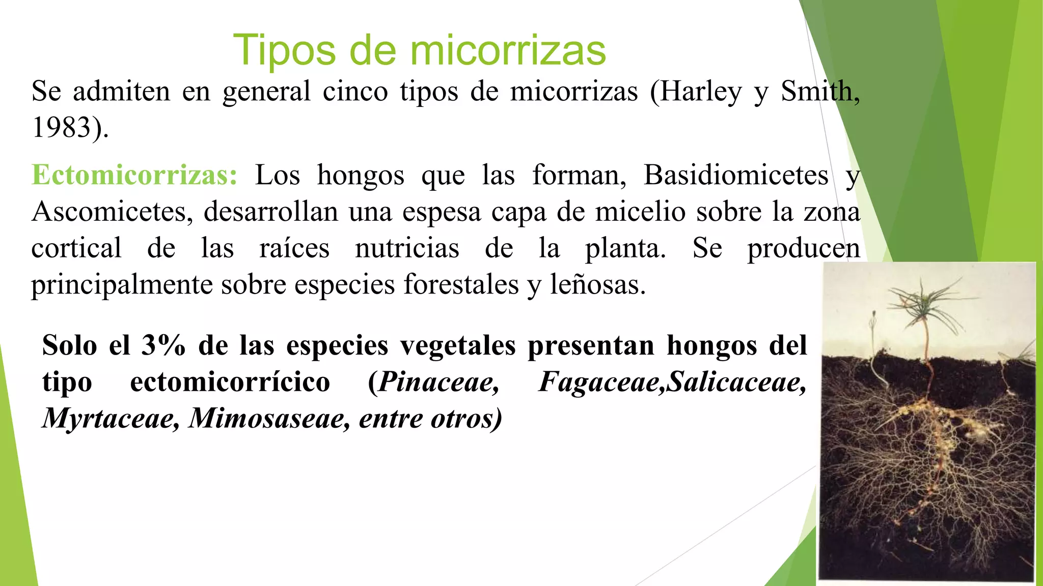Importancia de las micorrizas en los cultivos tropicales | PPT