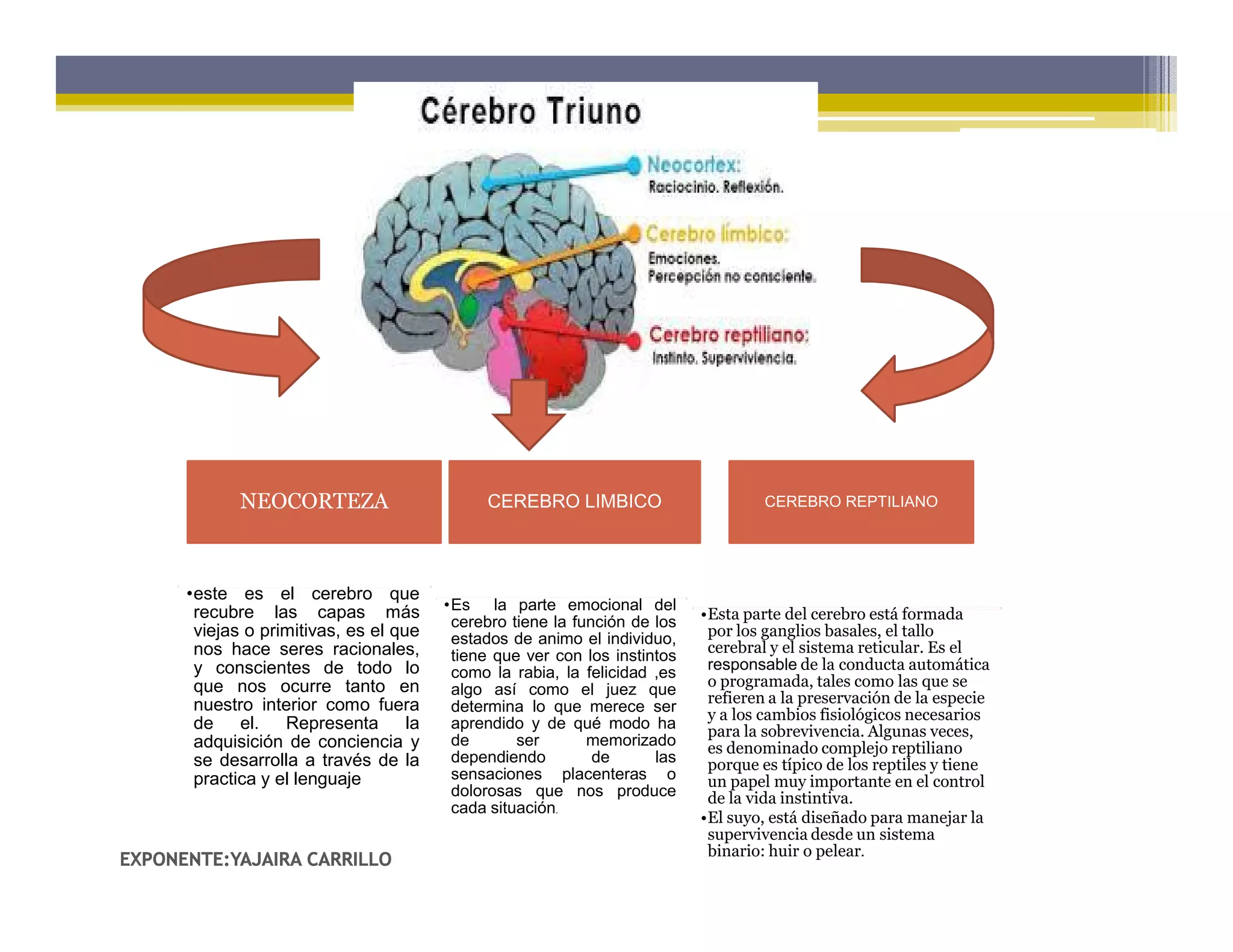 Importancia del cerebro hemiferio e cerebrotriuno | PDF | Brain and ...
