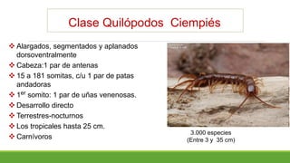 Importancia de los artropodos | PPTX