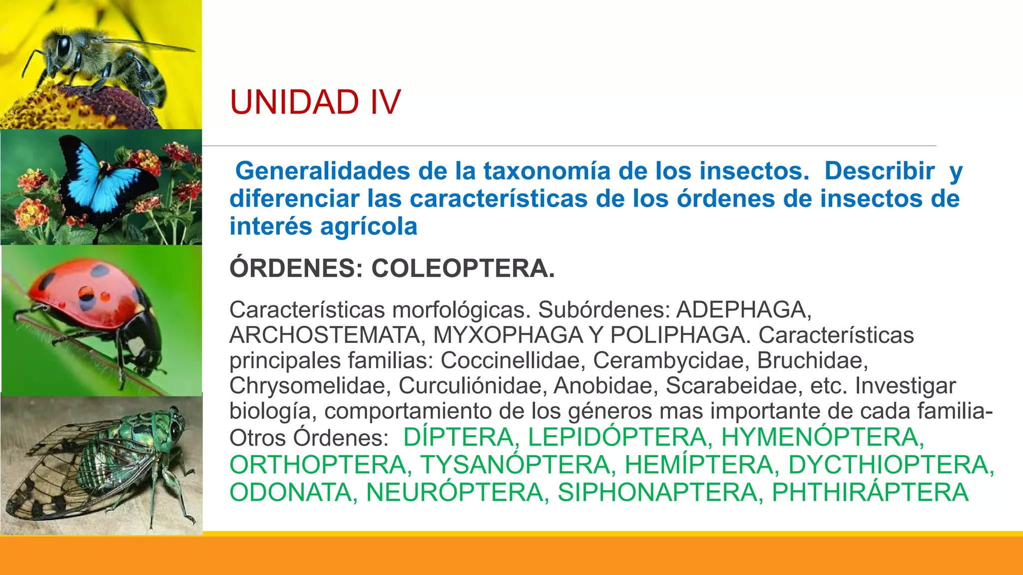 Importancia de los insectos | PPT