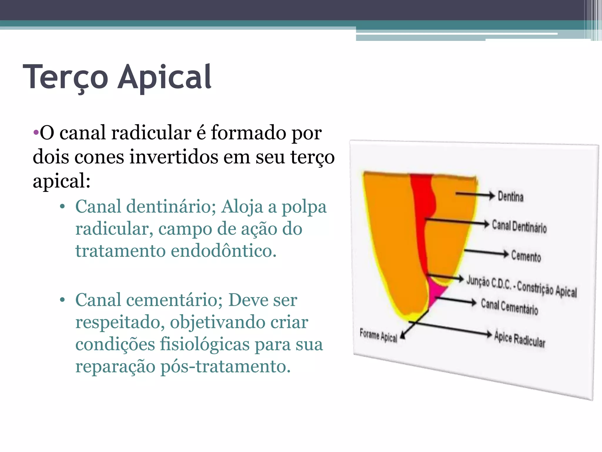 Importancia do preparo apical | PPT
