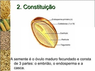 Importancia Sementes | PPT