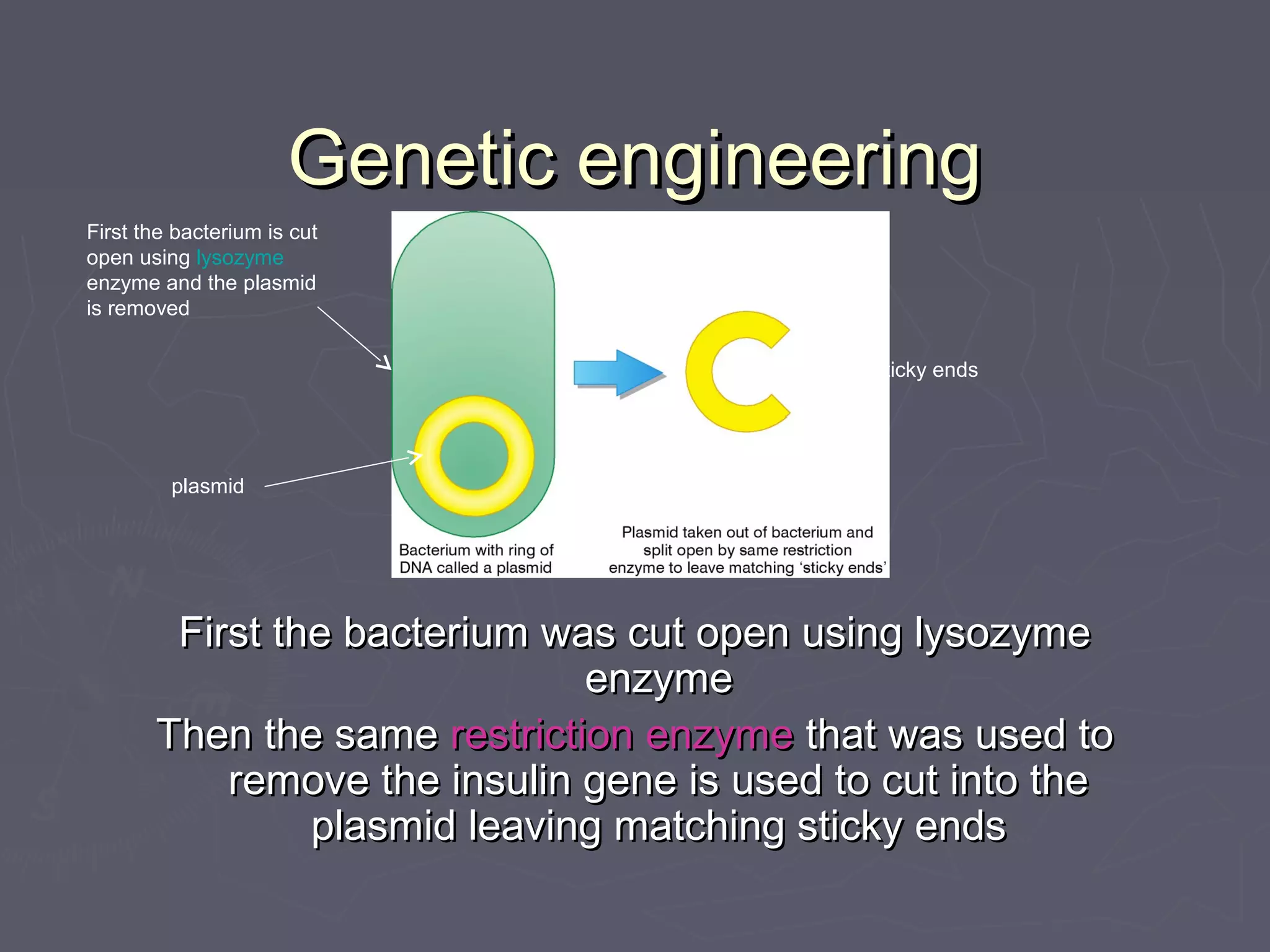 selective breeding and genetic engineering | PPT