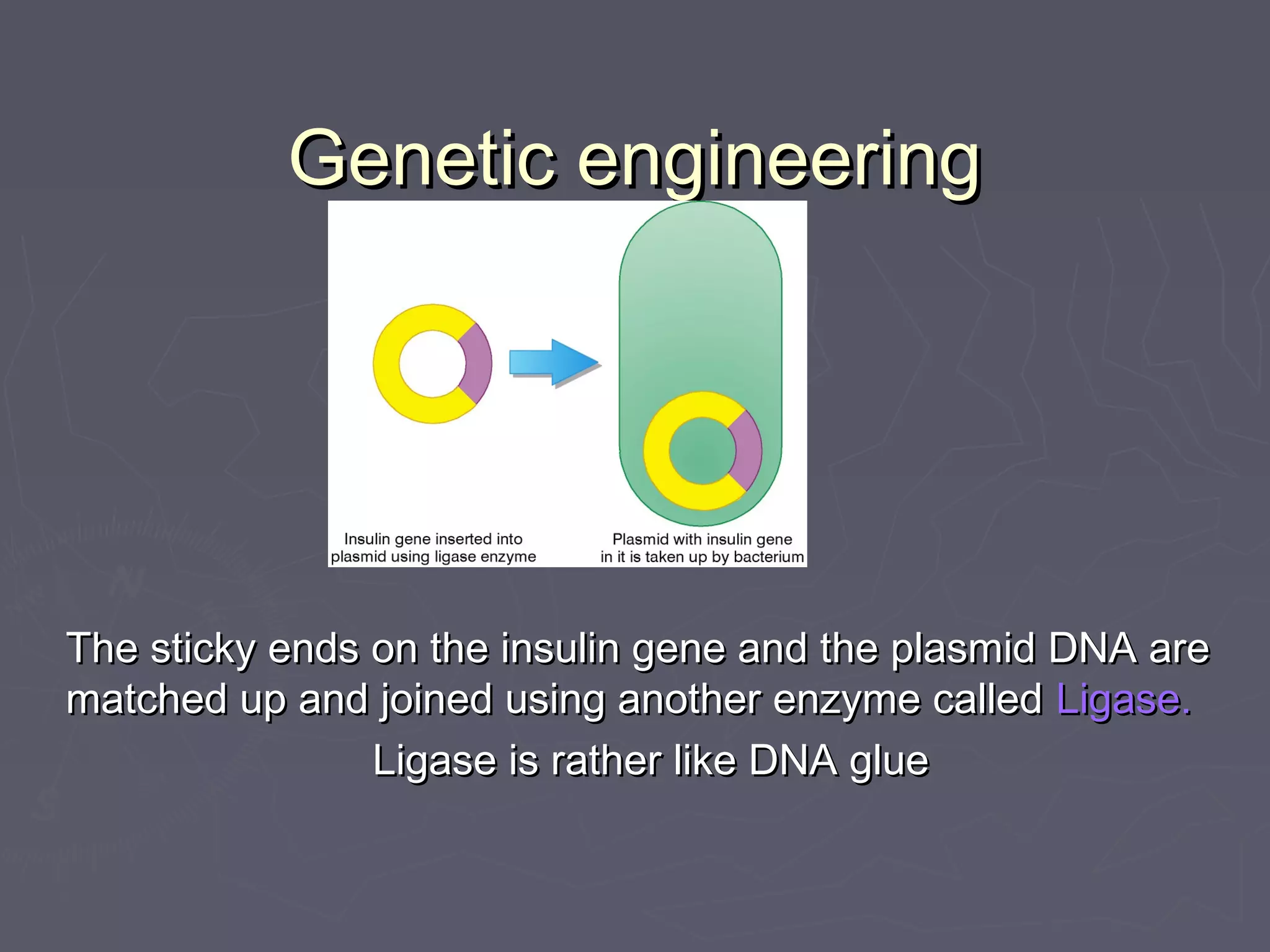 selective breeding and genetic engineering | PPT