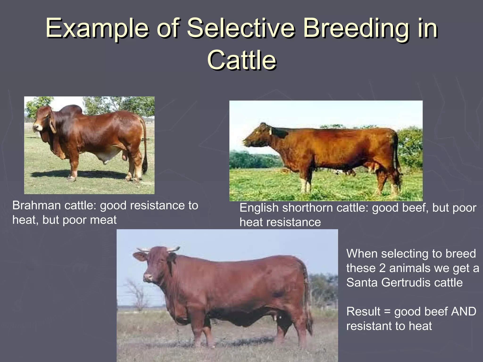 selective breeding and genetic engineering | PPT
