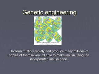 selective breeding and genetic engineering | PPT