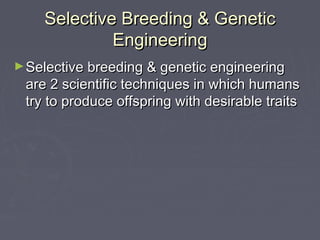 selective breeding and genetic engineering | PPT