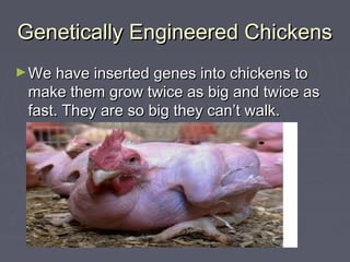 selective breeding and genetic engineering | PPT
