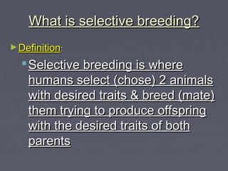 Selective Breeding Definition