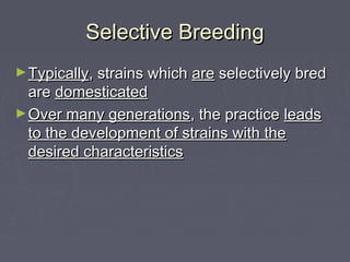 selective breeding and genetic engineering | PPT