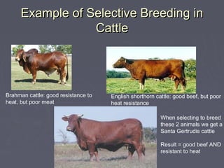 selective breeding and genetic engineering | PPT