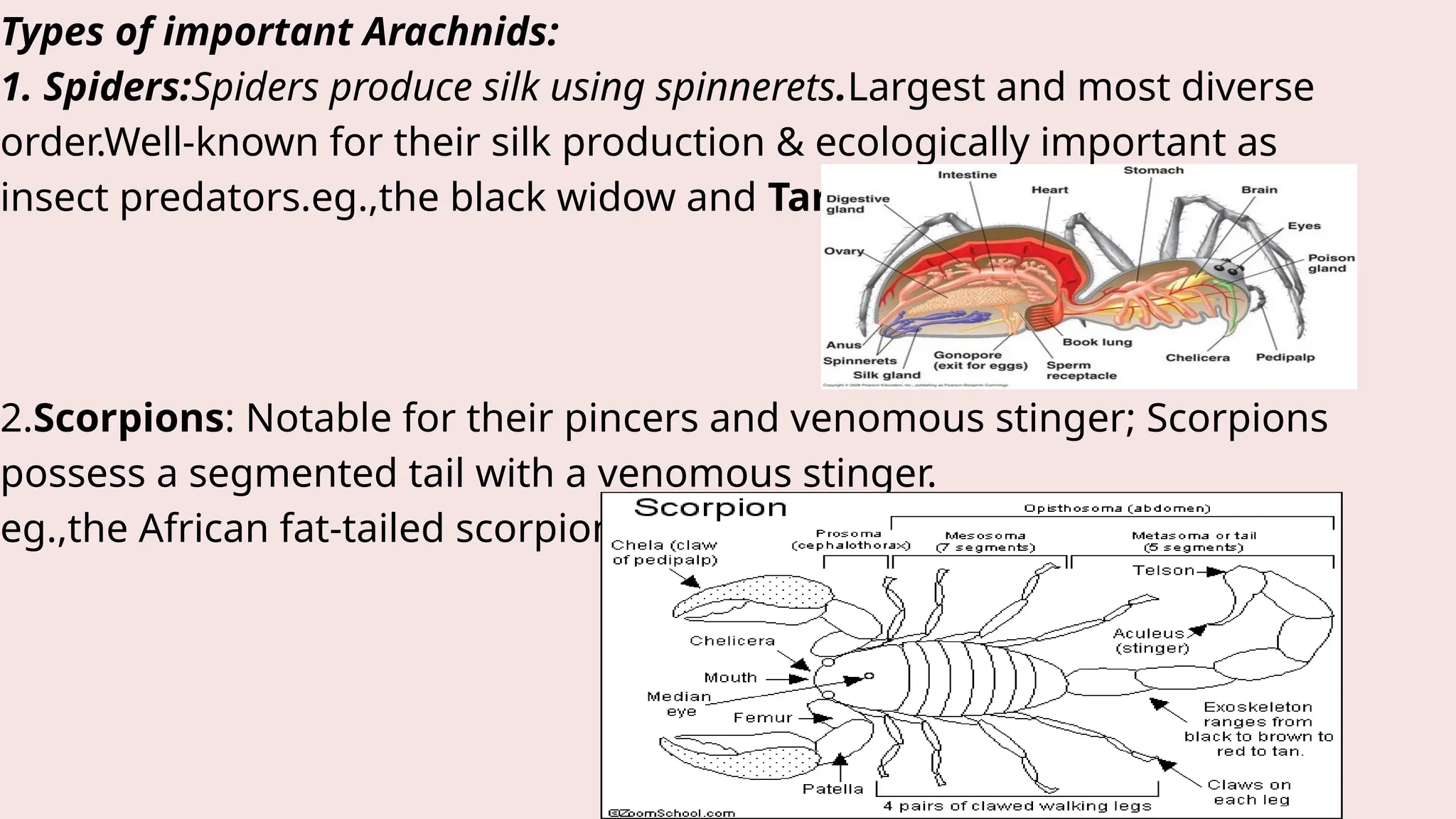 importantArachnidsbylallianmawiapautu.pptx