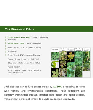 Bacterial and viral diseases of potatoes | PPTX