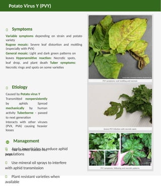 Bacterial and viral diseases of potatoes | PPTX