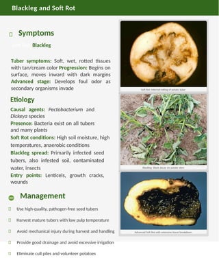Bacterial and viral diseases of potatoes | PPTX