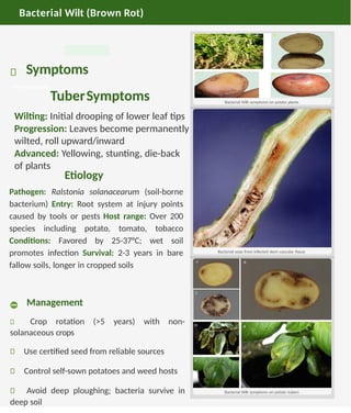 Bacterial and viral diseases of potatoes | PPTX